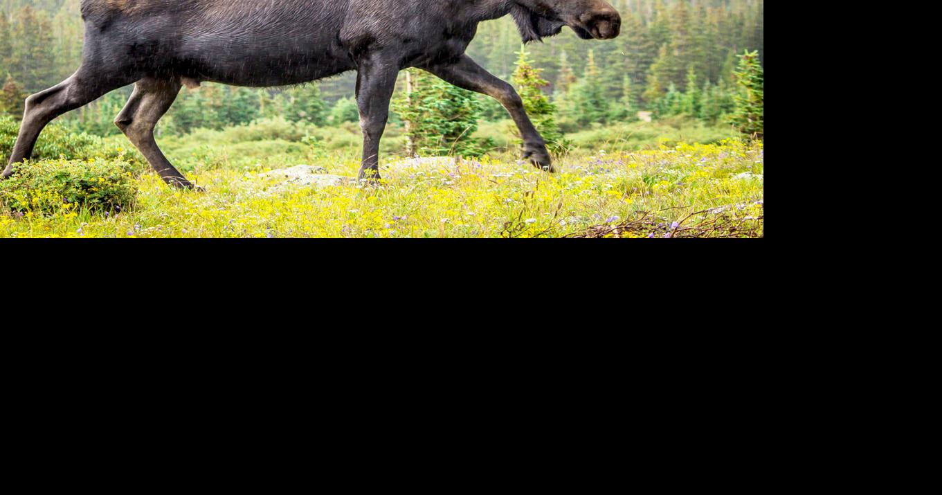 New research sheds light on the decline of Minnesota’s moose population ...