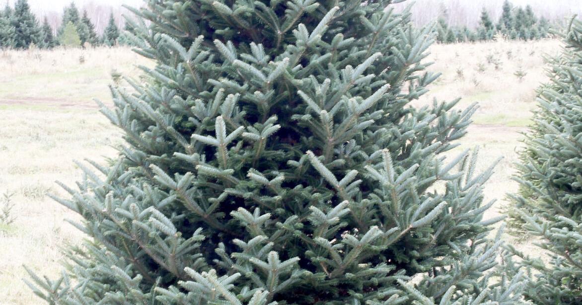 Happy Land Tree Farm gifts Christmas Tree to Vice President’s residence ...