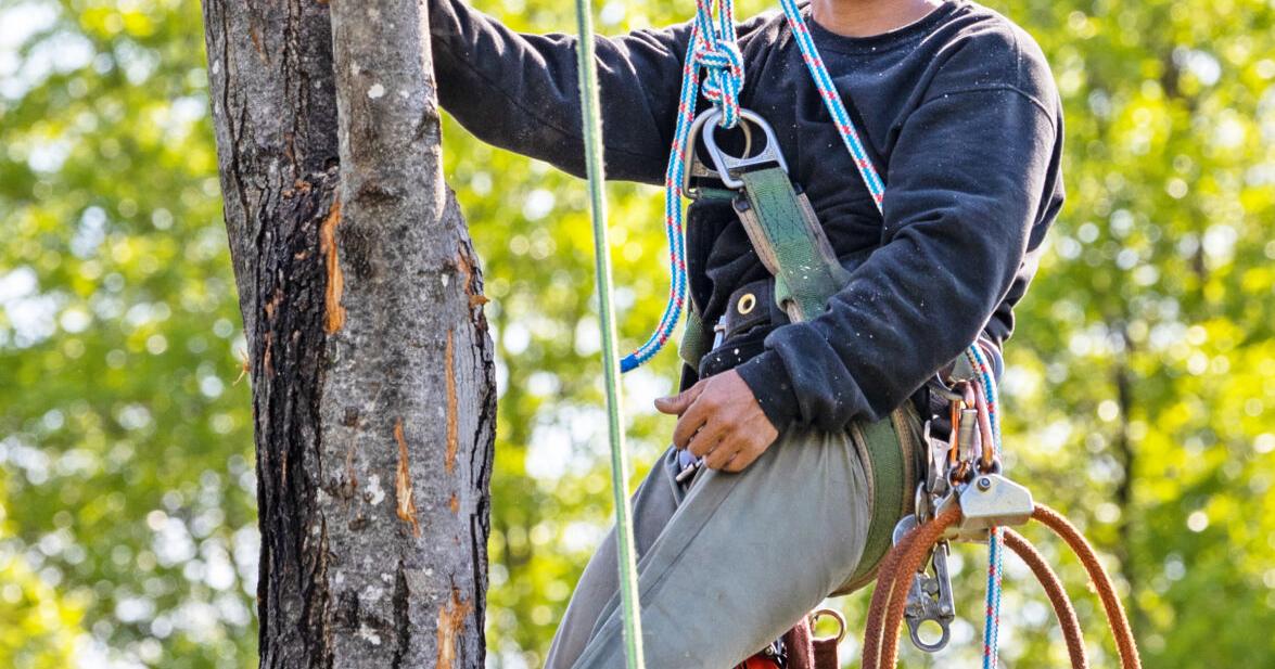 Tree climbing, trimming and cutting – the face behind Obi’s Outdoor ...