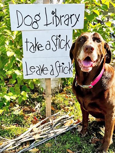 Dog library | Communities | pinecountynews.com