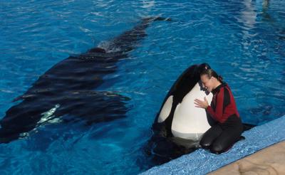 blackfish documentary dawn