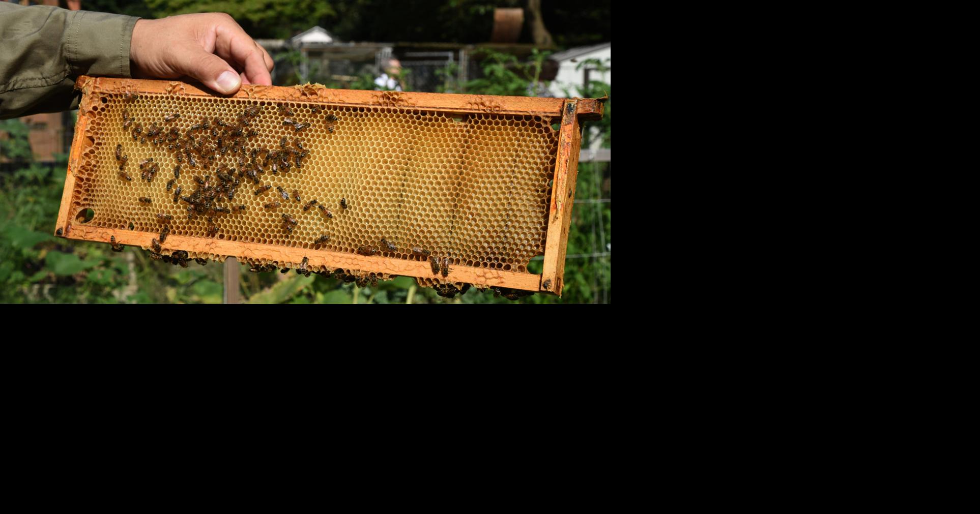 Documentary explores impact of bees on modern life | Arts ...