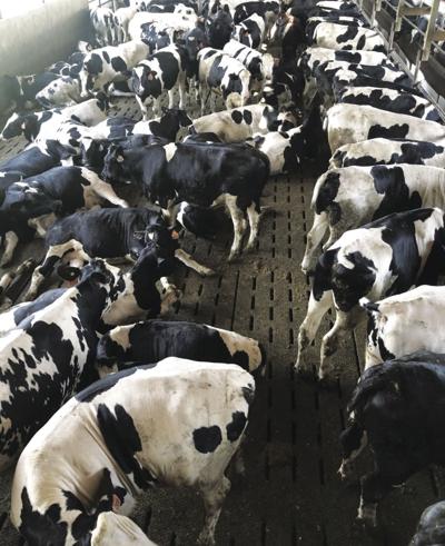 A LOOK INSIDE A CAFO: S.D. Farmers Share Stories Of A Life In Livestock ...