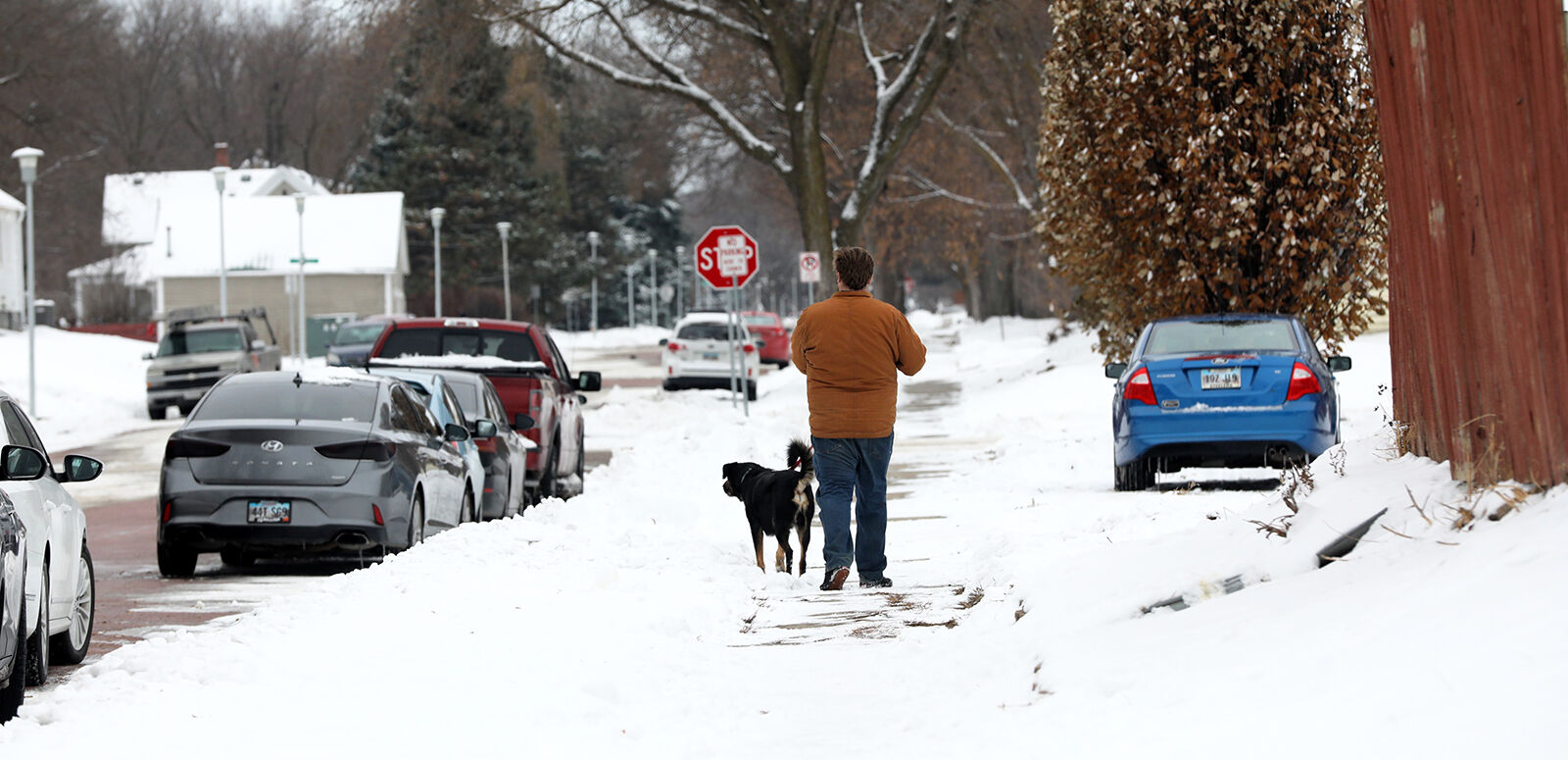 Dog Walks Man | Local News | plaintalk.net