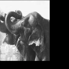 Circus Saurus in Pleasanton on Sept. 30 | Life & Entertainment ...