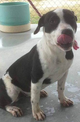 Pound Pets | Life & Entertainment | pleasantonexpress.com