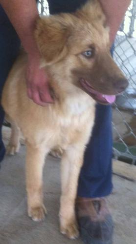 Pound Pets | Life & Entertainment | pleasantonexpress.com