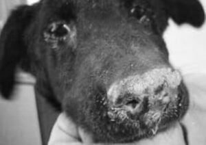 ACAC Chief Dominguez reports distemper in dogs on the rise in Atascosa County | News ...