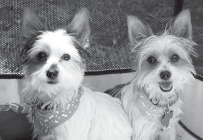 DAISY, DUKE’S FIRST RODEO | News | pleasantonexpress.com