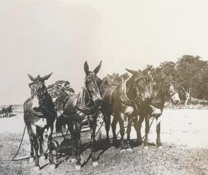 The Fresno Scraper | Agriculture | pleasantonexpress.com