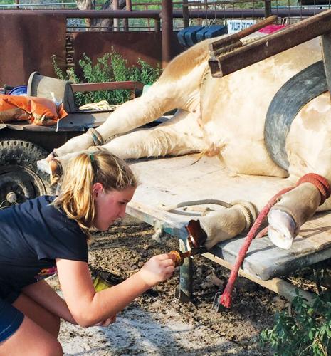 Steer yourself to the ACLS | Agriculture | pleasantonexpress.com