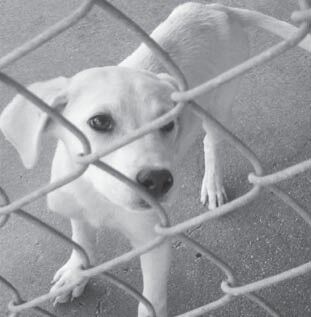 Great news for pound pets | Life & Entertainment | pleasantonexpress.com