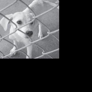 Great news for pound pets | Life & Entertainment | pleasantonexpress.com