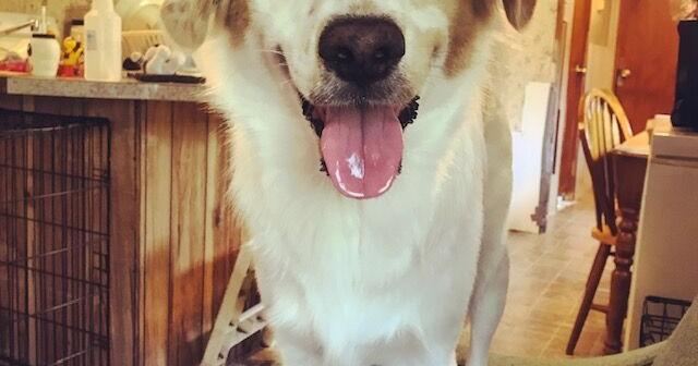 Joe Mazzella: A dog's life | Opinion | portsmouth-dailytimes.com