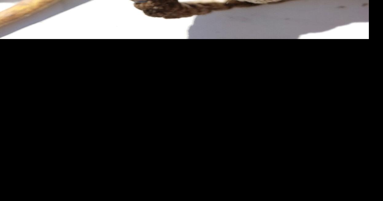 Record number of mussel-fouled boats caught at inspection stations in ...