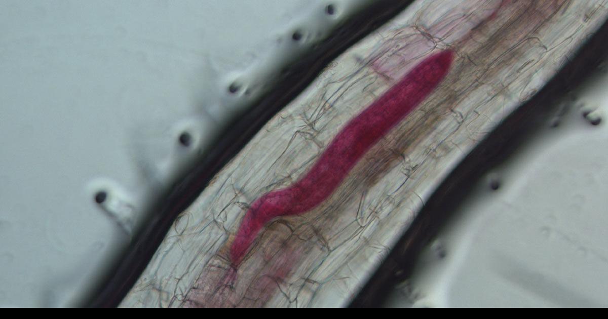 The Bug Box: Pale cyst nematode | Columnists | postregister.com