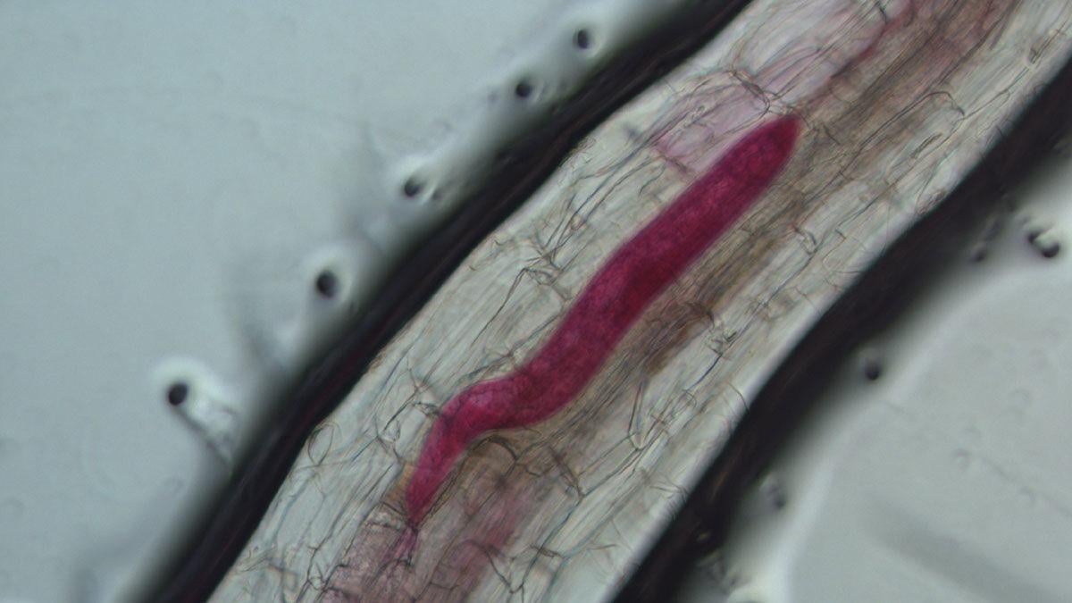 The Bug Box: Pale cyst nematode | Bug Box | postregister.com