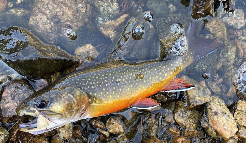 Wyoming modifies brook trout genes to kill off 3 populations | Outdoors ...