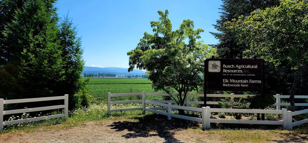 U of I, Anheuser-Busch partner on sustainability research at large ...