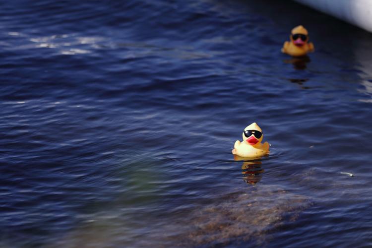 Great Snake River Greenbelt Duck Race sells out on ducks | Local News ...
