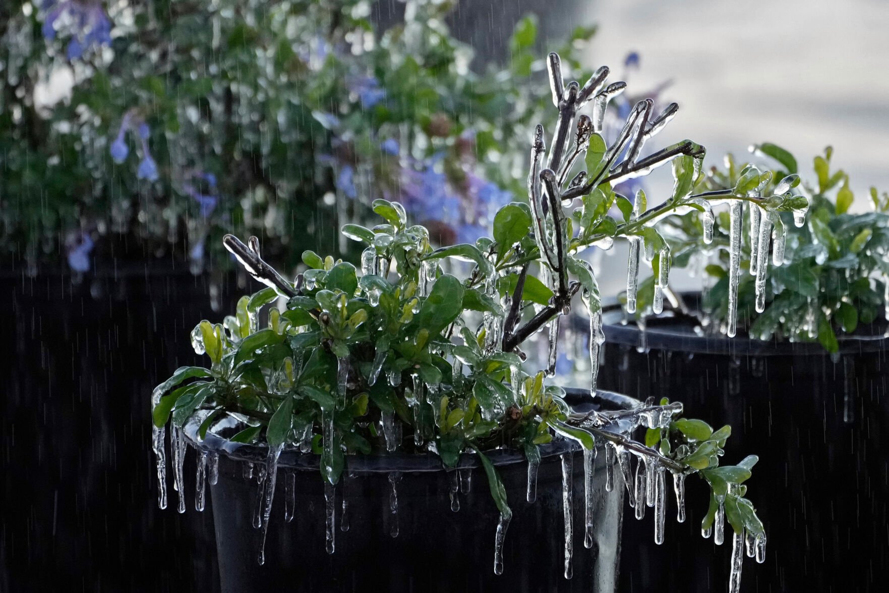 Frozen Florida Weather | National News | postregister.com