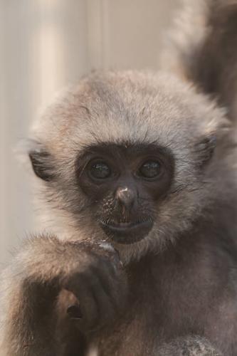 Sid, the baby gibbon, reunites with parents | News | postregister.com