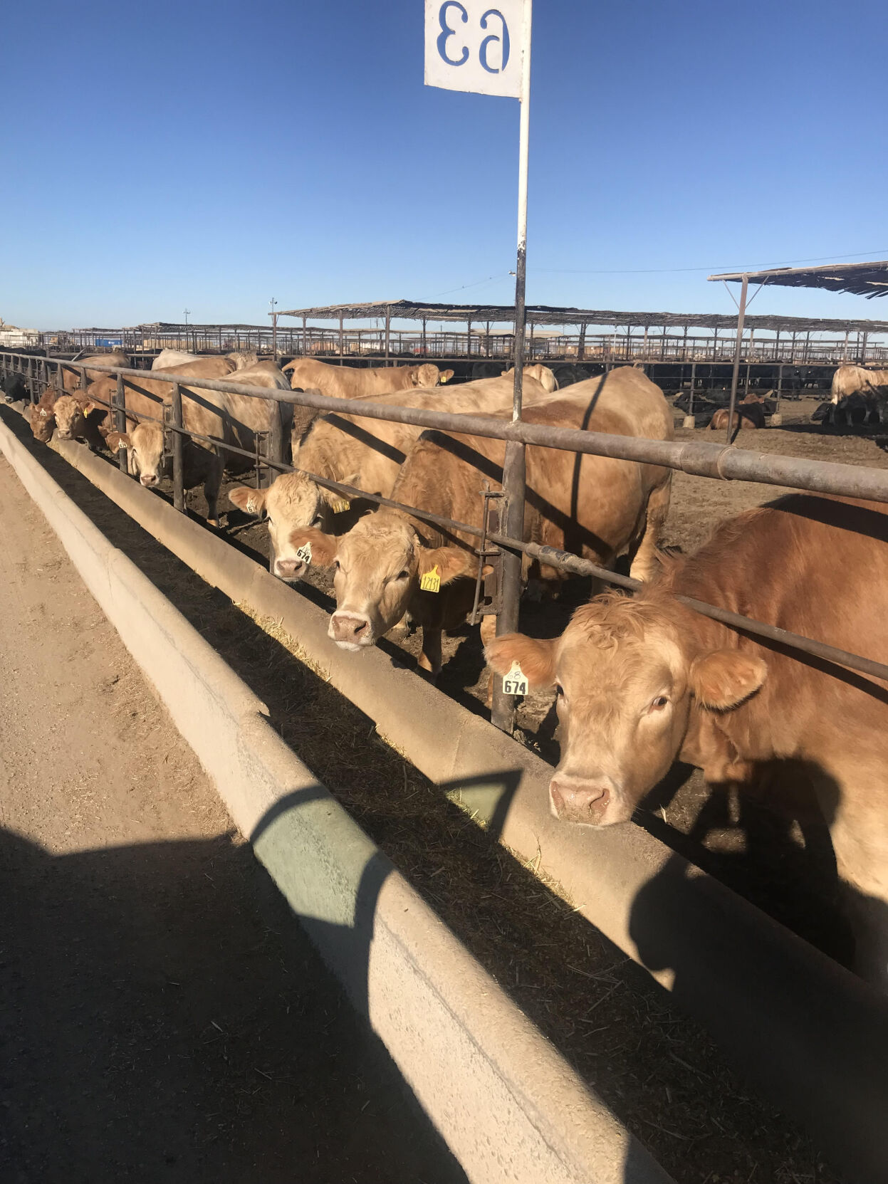 Dairy-Beef feeder calves | Farm & Ranch | postregister.com