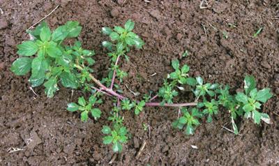 War on Weeds: Prostrate pigweed | | postregister.com