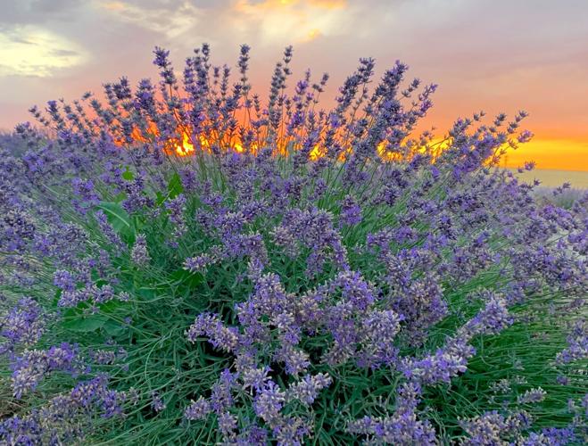 lavender fields promo code