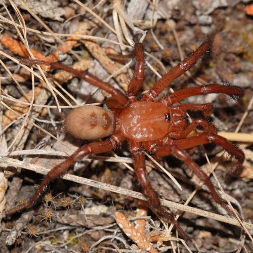 trapdoor spider