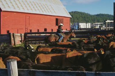Idaho rancher raises top of the line beef | | postregister.com