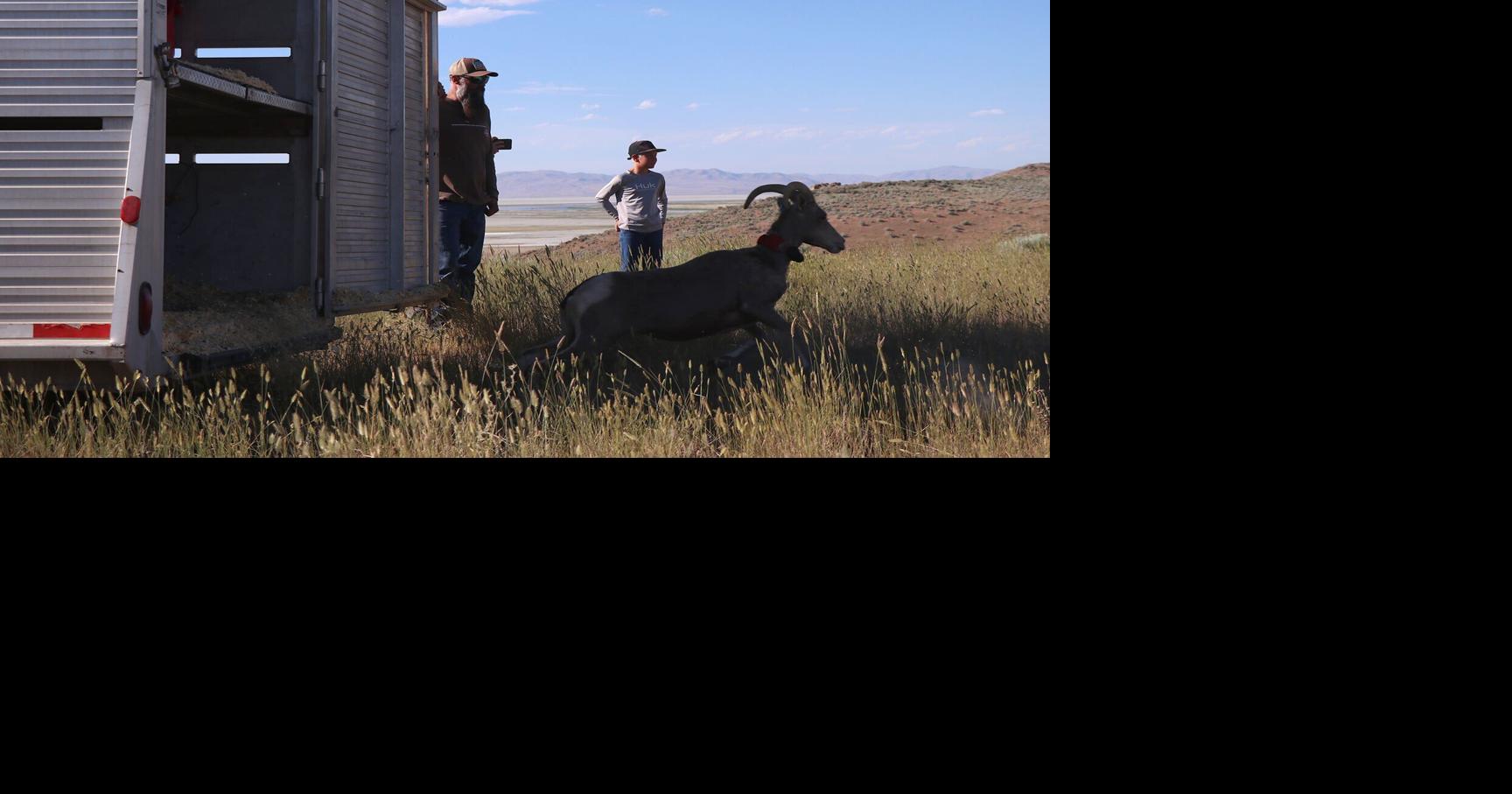 Northern Utah rangeland finds new purpose as nursery for wild bighorn ...