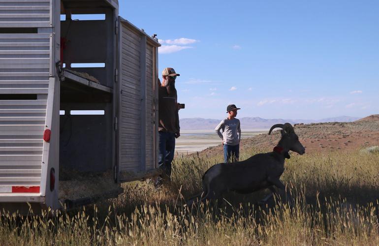 Northern Utah rangeland finds new purpose as nursery for wild bighorn ...