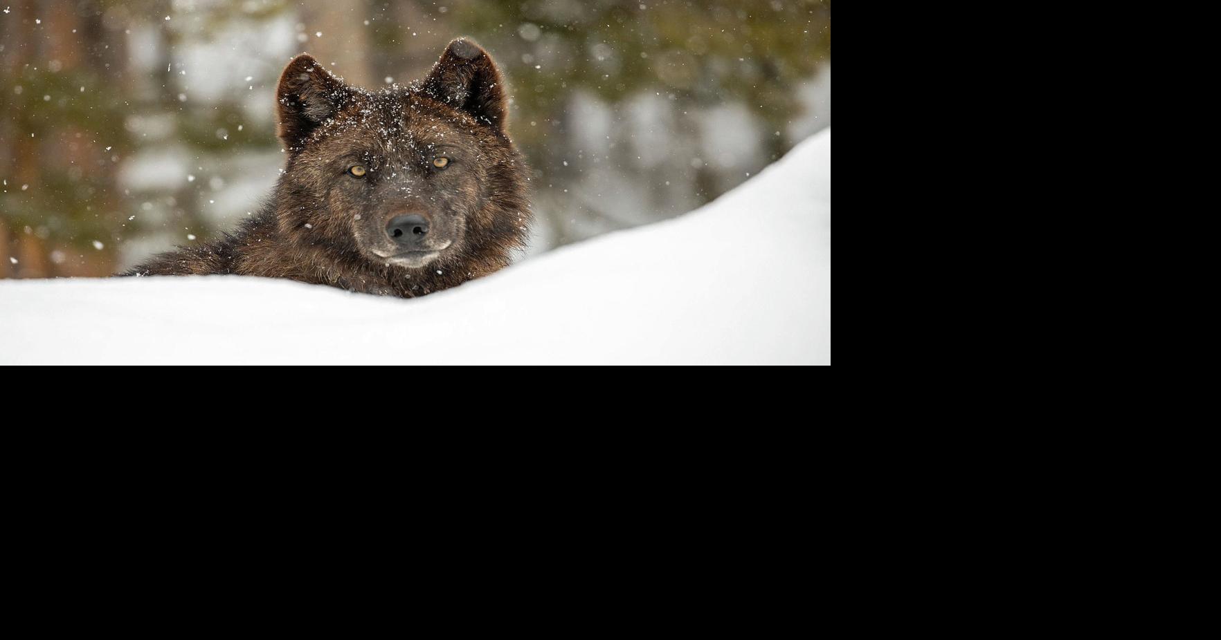Revisiting Yellowstone's trophic cascade: Wolves' effect on aspen ...