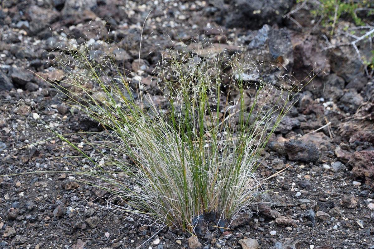 CONNELLY: Bunchgrasses a vital component of Idaho’s native vegetation ...