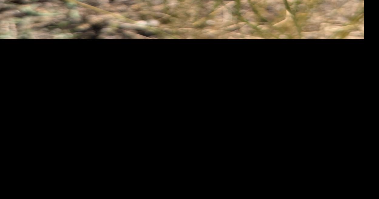 Jefferson and Clark County Agronomist encourages baiting of Mormon ...