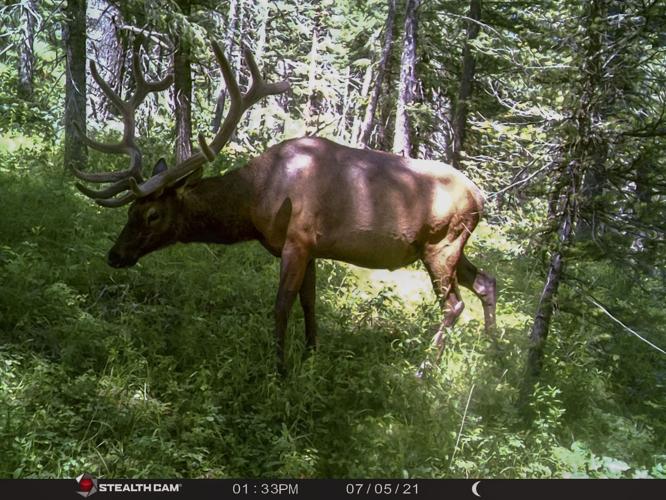 Antler development in bull elk is an intense process | Outdoors ...