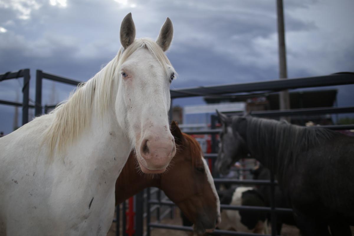 Photo Gallery: Opening night of the War Bonnet Roundup | News ...