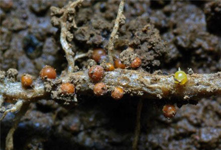 The Bug Box: Pale cyst nematode | Columnists | postregister.com