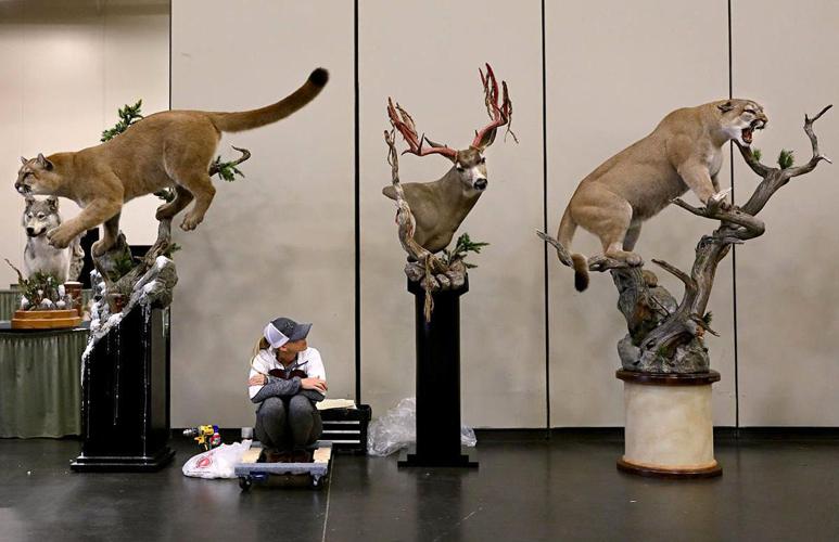 Idaho family taxidermy business wins big at world competition | Local ...
