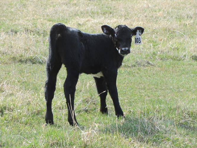 Barnyard Basics: Building strong calf immunity against diseases ...