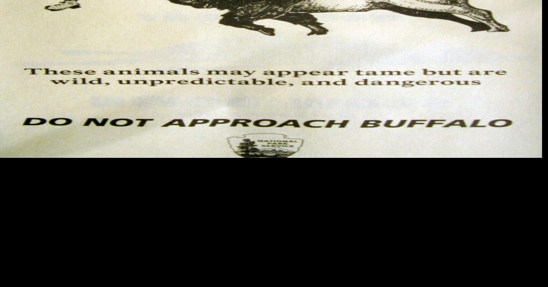 Woman gored by bison in Yellowstone National Park | Freeaccess ...