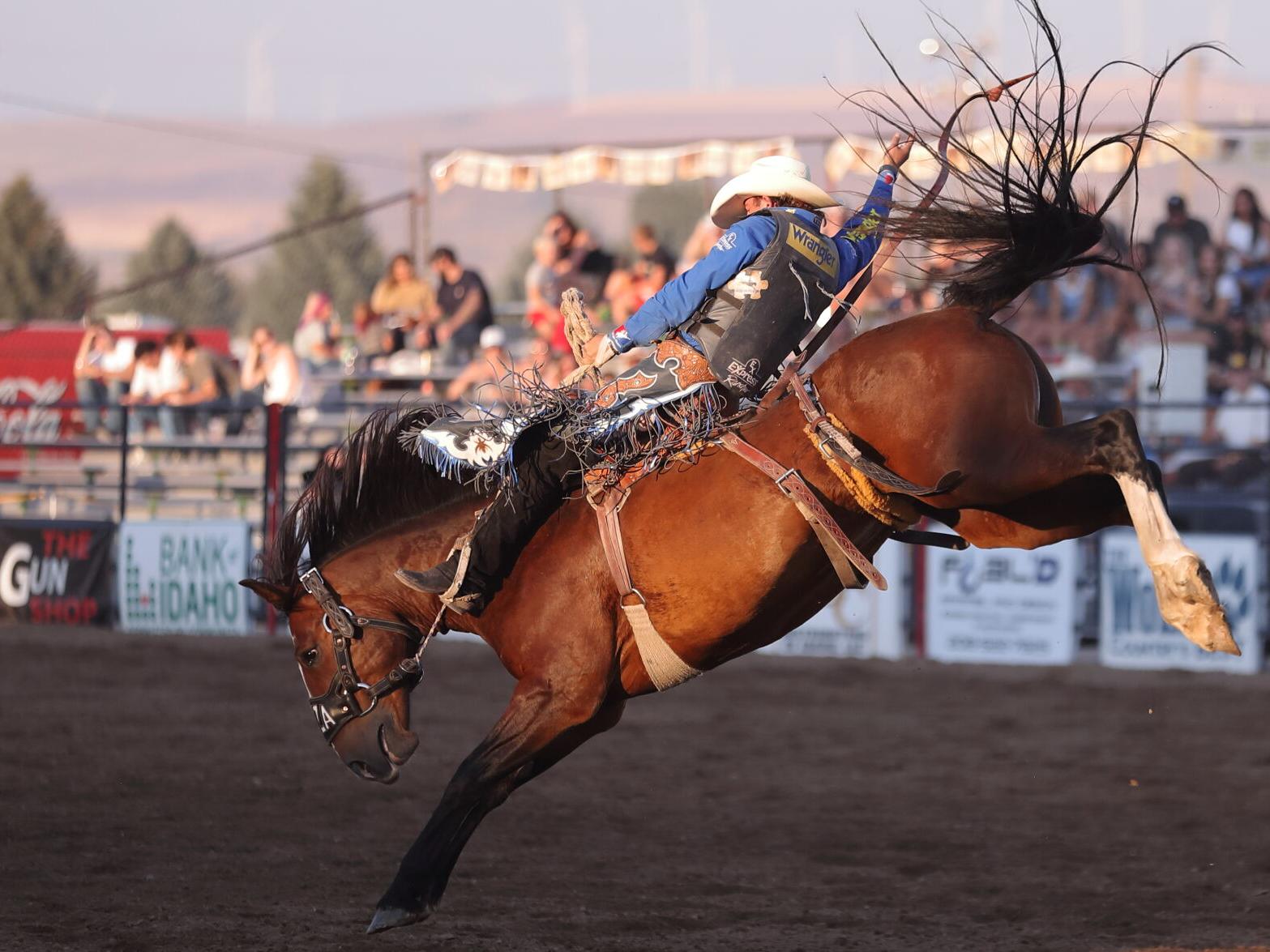 horse bronc