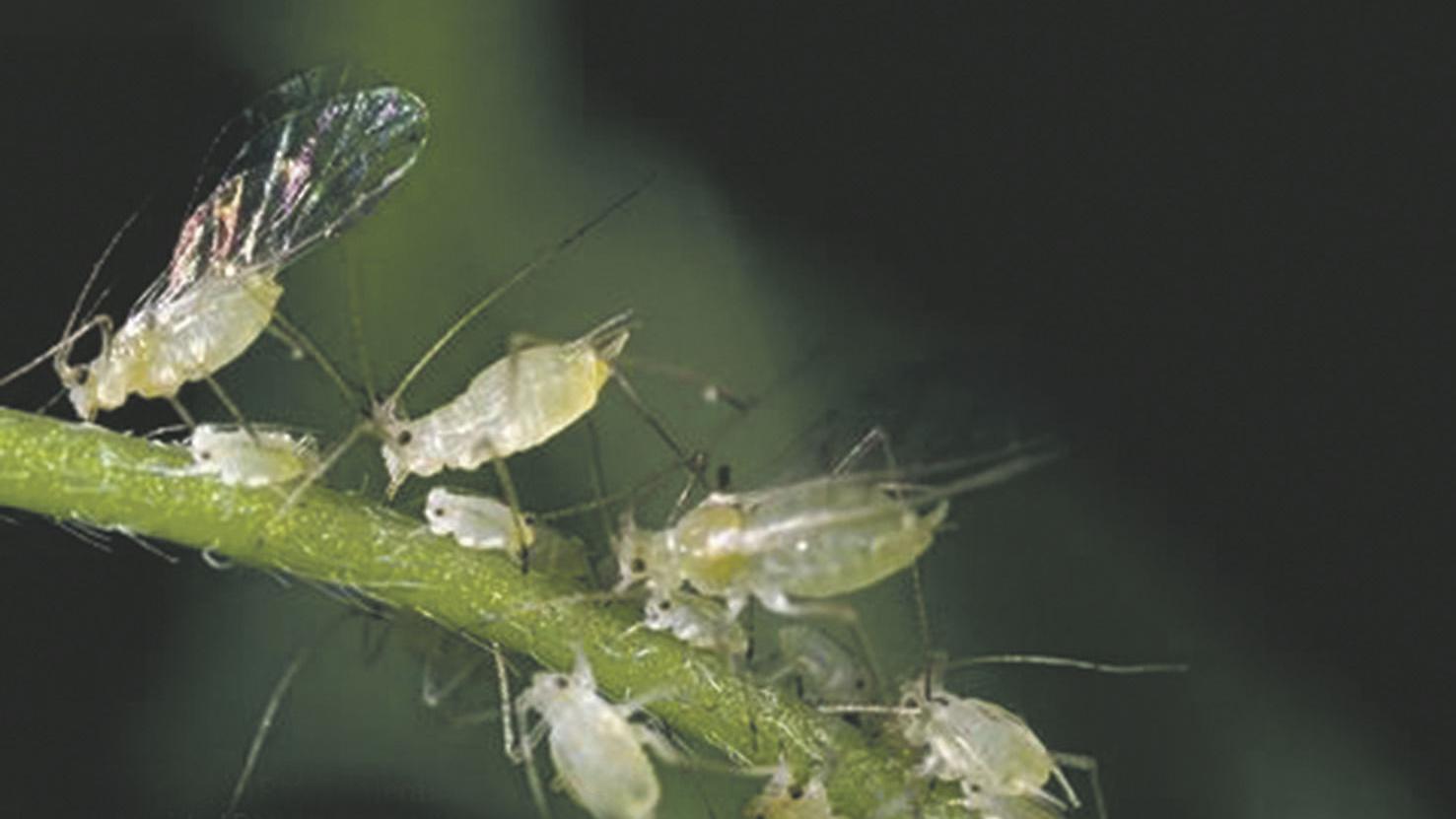 aphid clone