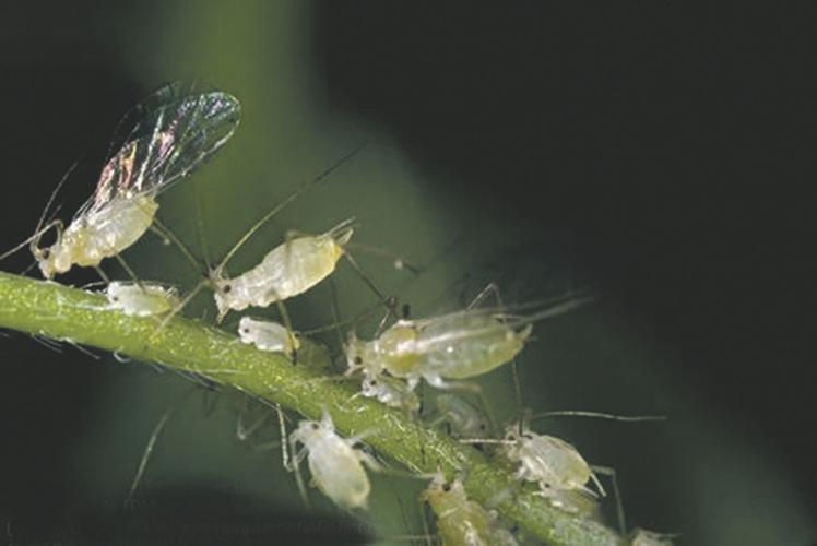 The Bug Box: Blue alfalfa aphid | Columnists | postregister.com