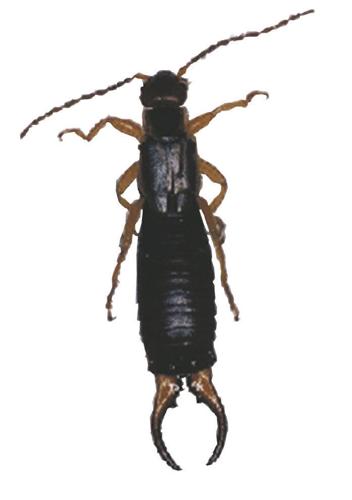 The Bug Box: Earwig | Columnists | postregister.com