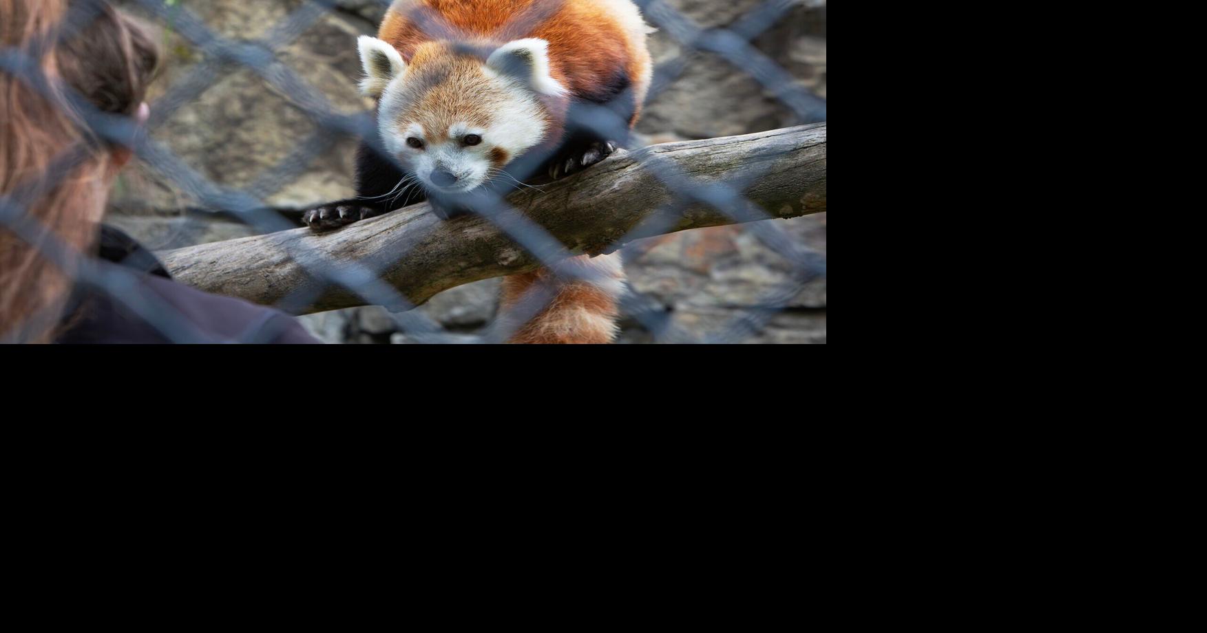 ‘Community zoo’: Ground breaks on Phase 1 construction for Zoo Boise ...