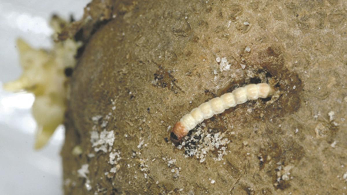 The Bug Box: Potato tuberworms | Bug Box | postregister.com
