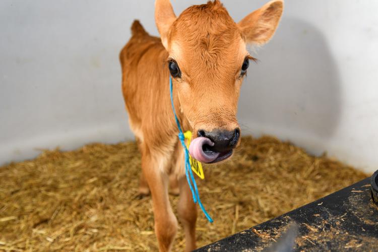 Young dairy farmer competing for national honor | Regional ...