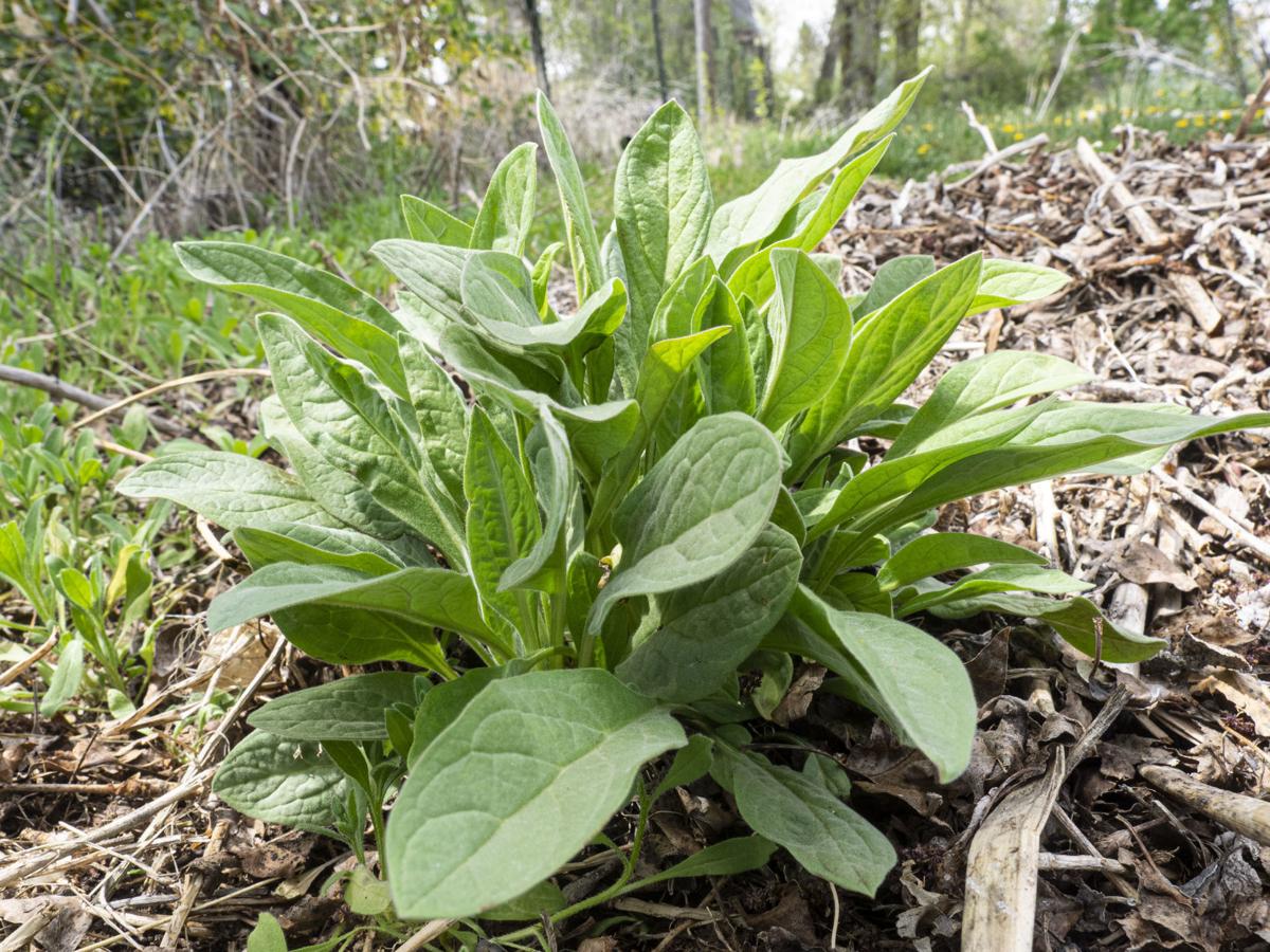 War on Weeds: Houndstongue | War on Weeds | postregister.com